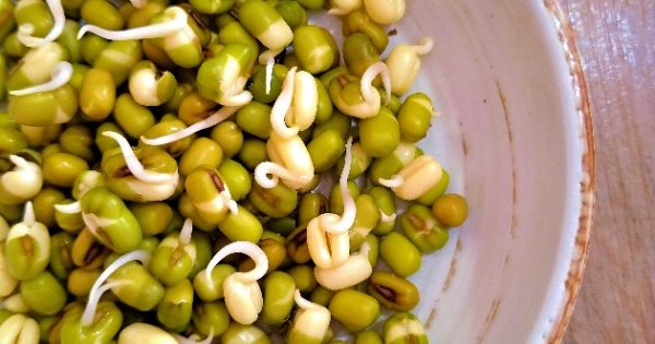 Como fazer grãos germinados (e por que fazê-los!) - COZINHANDO PARA 2 OU 1